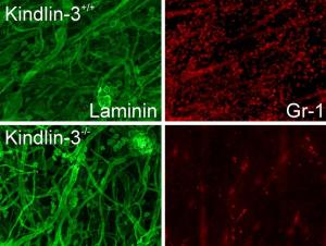 Integrin-Aktivierung durch Kindlin-3
